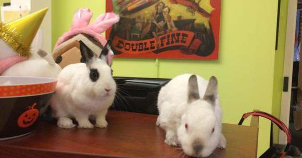 We finally hired a Bunny! | Double Fine Productions